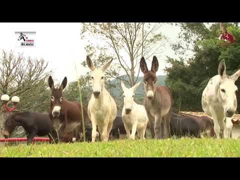 Burro Criollo Colombiano - YouTube