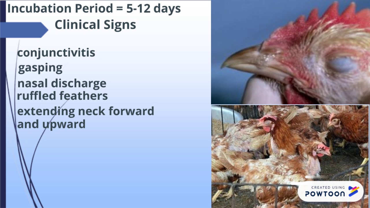 Infectious Laryngotracheitis in Poultry - YouTube