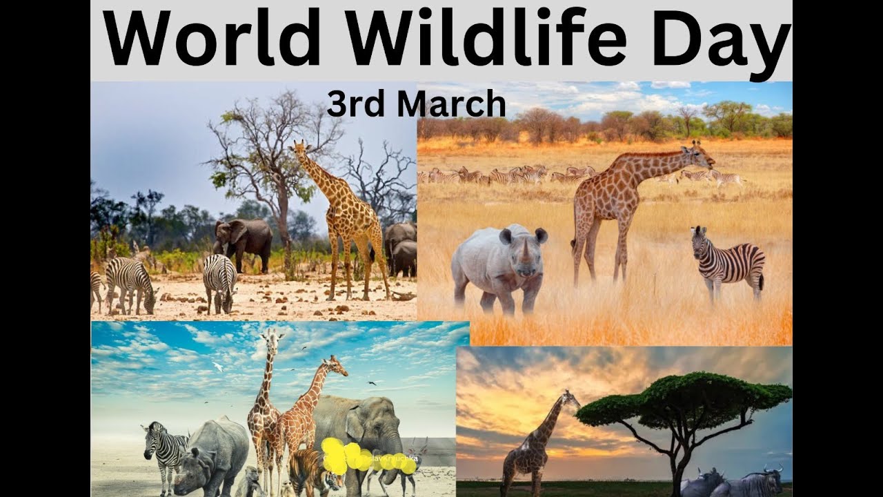 March 3 - World Wildlife Day 🦁🌿 | Why It Matters for Our Planet!| How ...