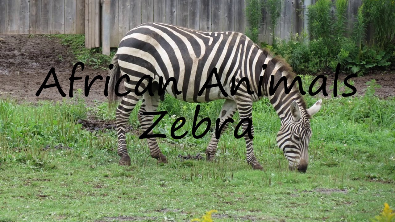 How To Say African Animals Zebra In English YouTube how-to-say-african-animals-zebra-in-english-youtube