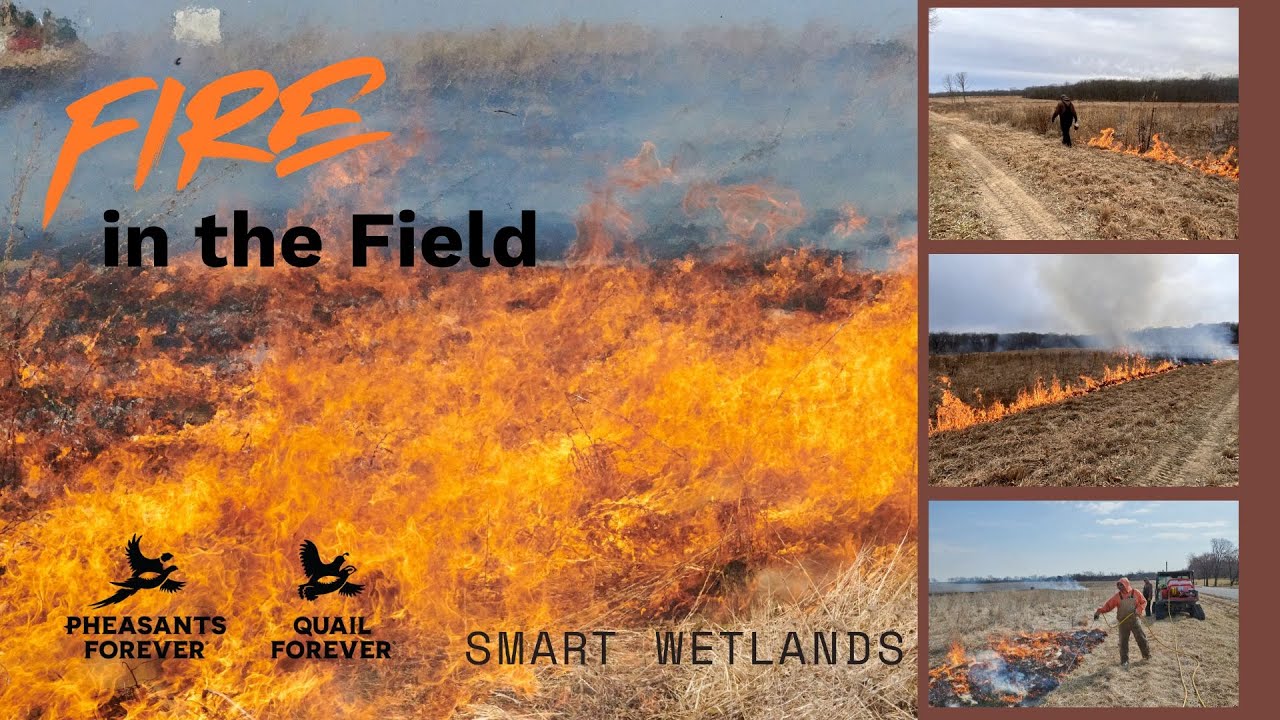 Fire in the Field: Native Habitat Management with Prescribed Fire - YouTube