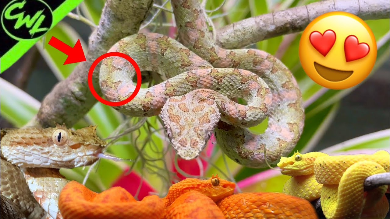 New EXOTIC VIPER Setup!! - YouTube