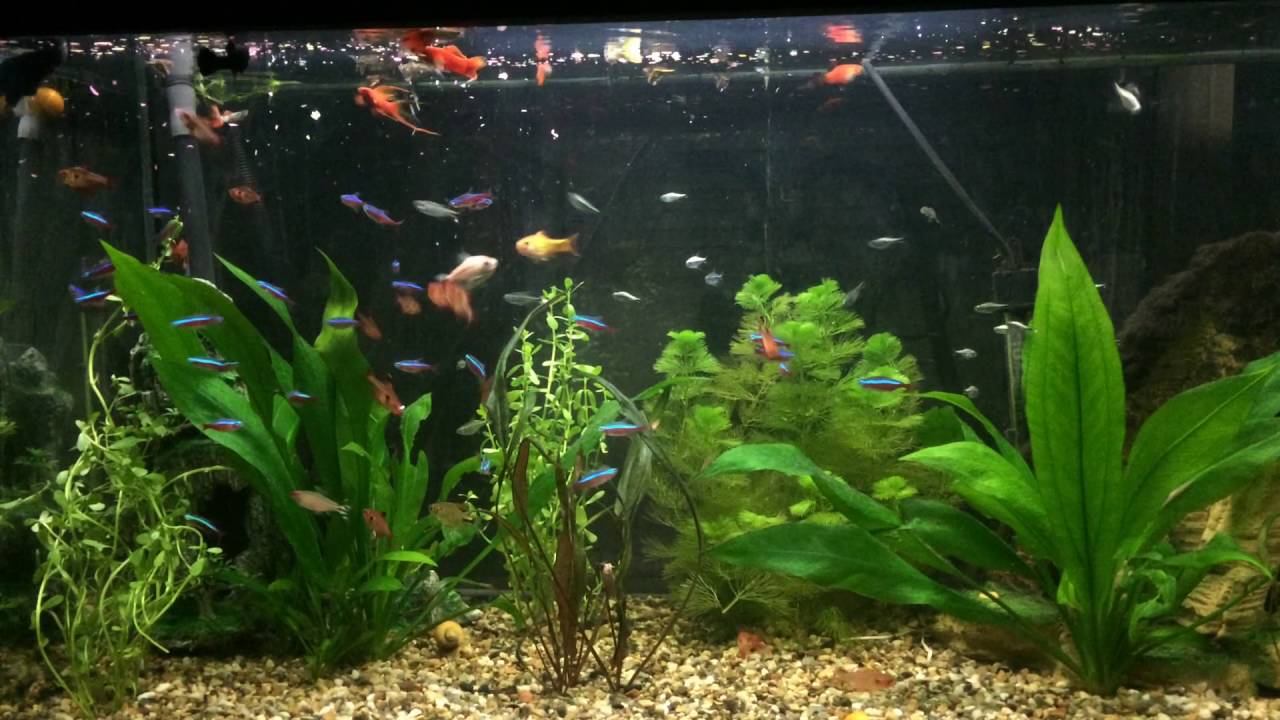 ACUARIO AGUA DULCE, PLANTADO, PECES COMUNITARIOS - YouTube