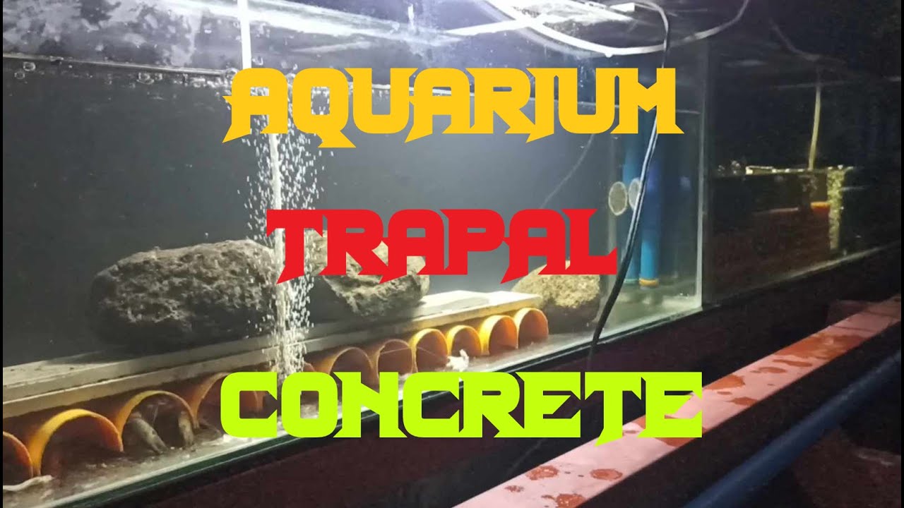 crayfish pond (aquarium/trapal and concrete) - YouTube