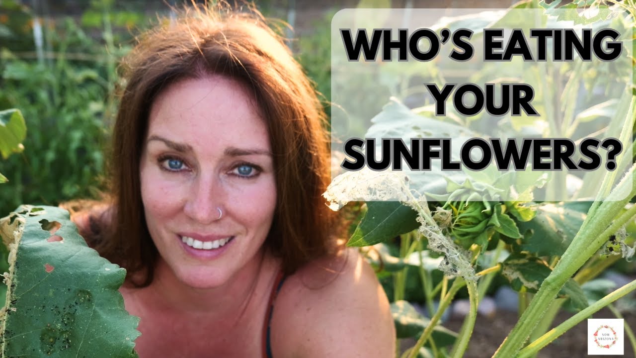 How to Protect Your Sunflowers From Pests in Southern Arizona - YouTube