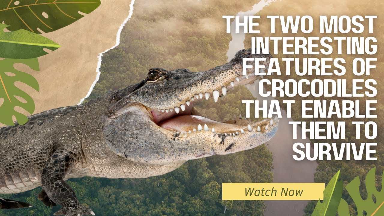 Immortal Crocs? 🩸 Insane Healing & Endless Teeth Explained! 🔥 - YouTube