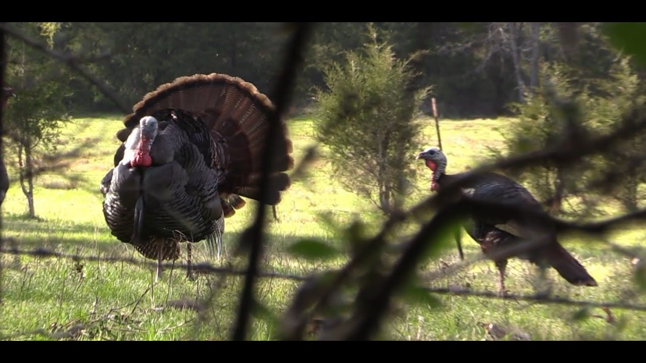 Arkansas Turkey Hunt || EPIC Post Shot Footage || 5 Toms in the Decoys ...