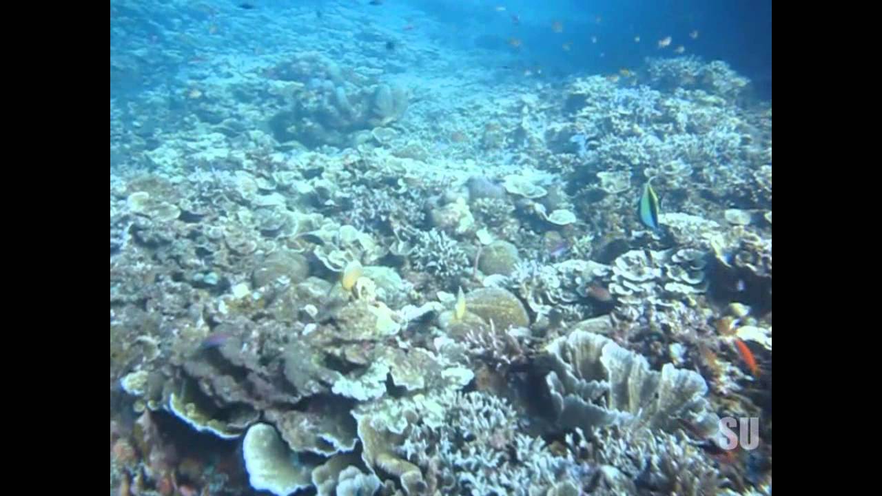 BULELENG JOURNALIST COMMUNITY DIVING CLUB II [SKUBA TEAM] - YouTube