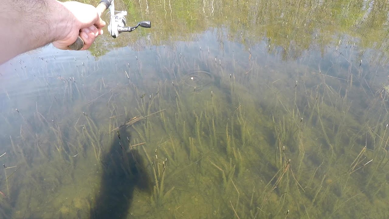 Crappie Fishing – Spot And Stalk Crappie In Thick Cover (Sight Fishing ...