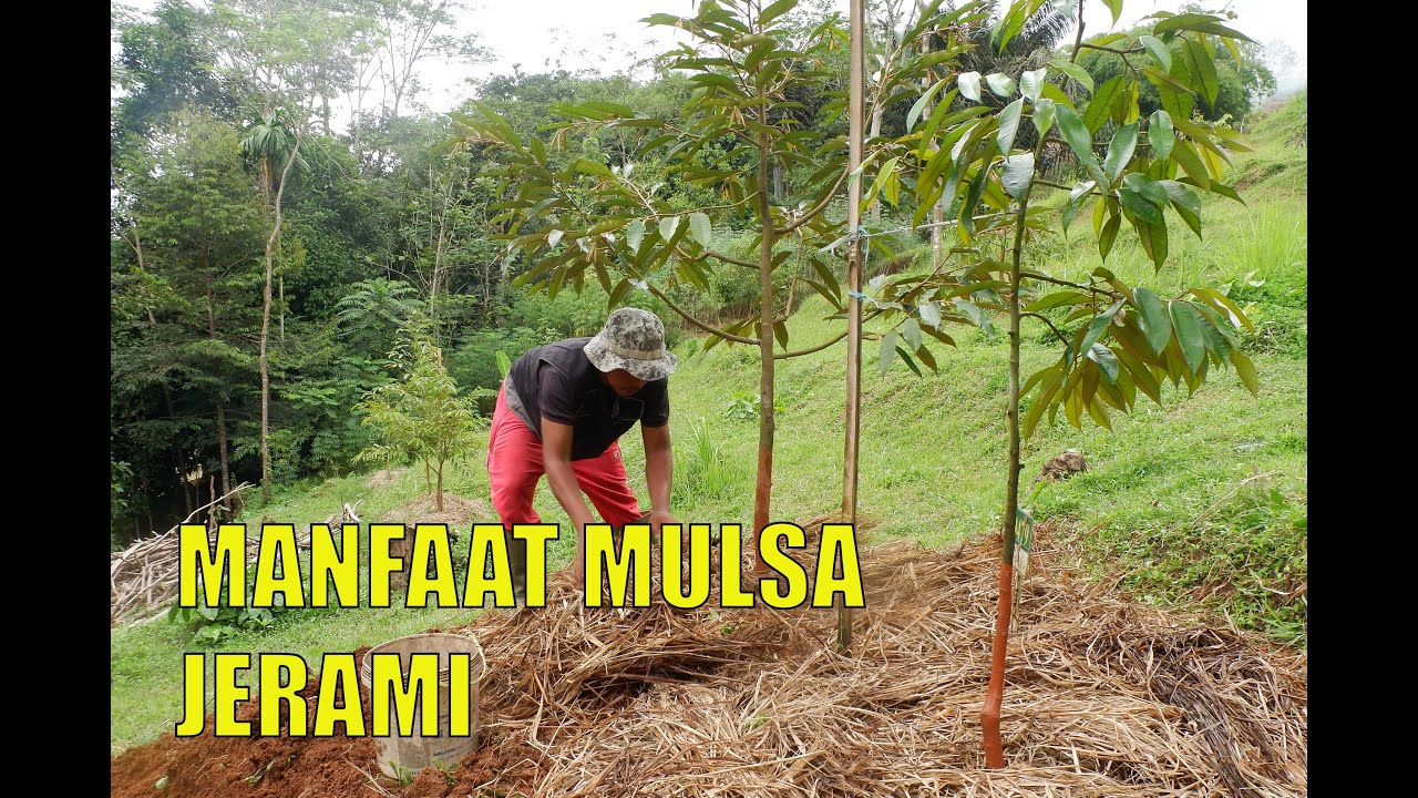 Pemutusan Akar Pohon Liar Ke Busut Durian - YouTube