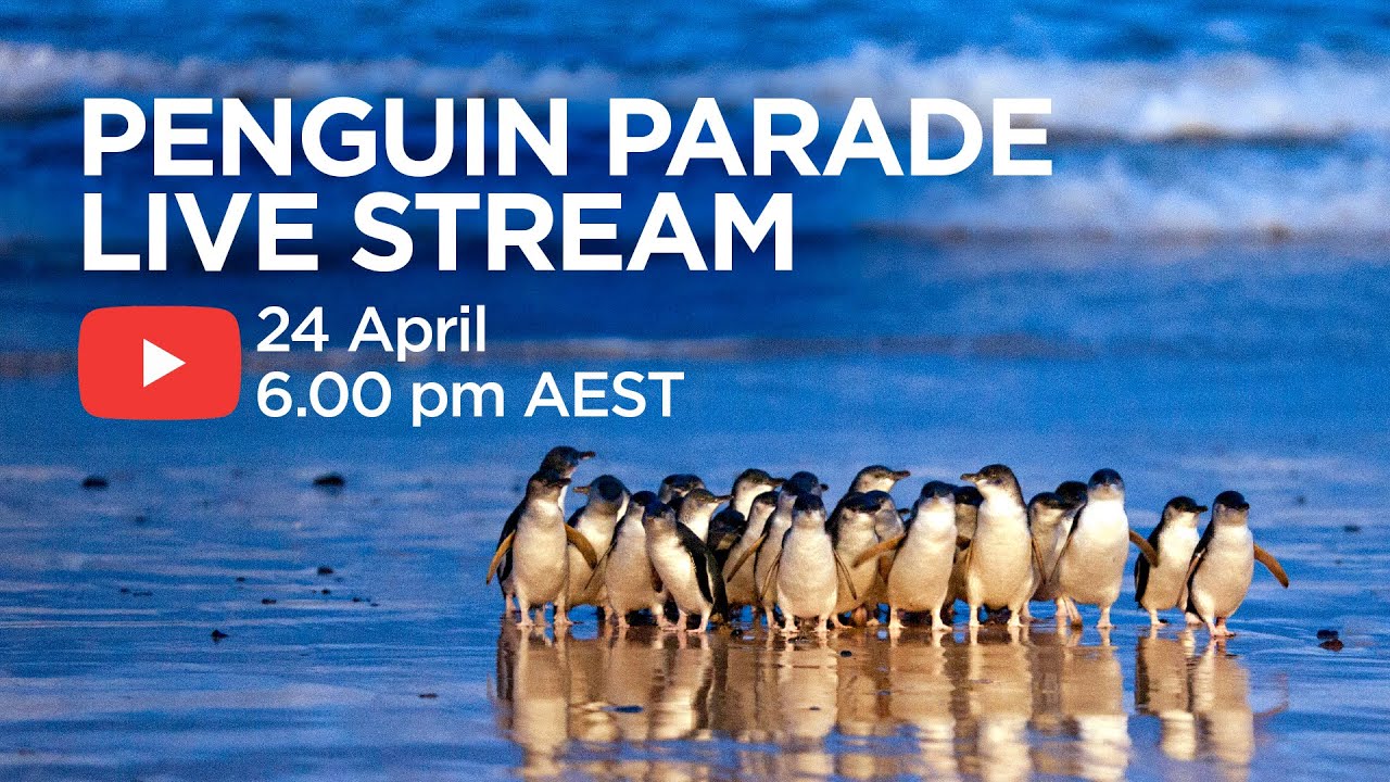 Penguin Parade Live Stream - World Penguin Day Special - YouTube