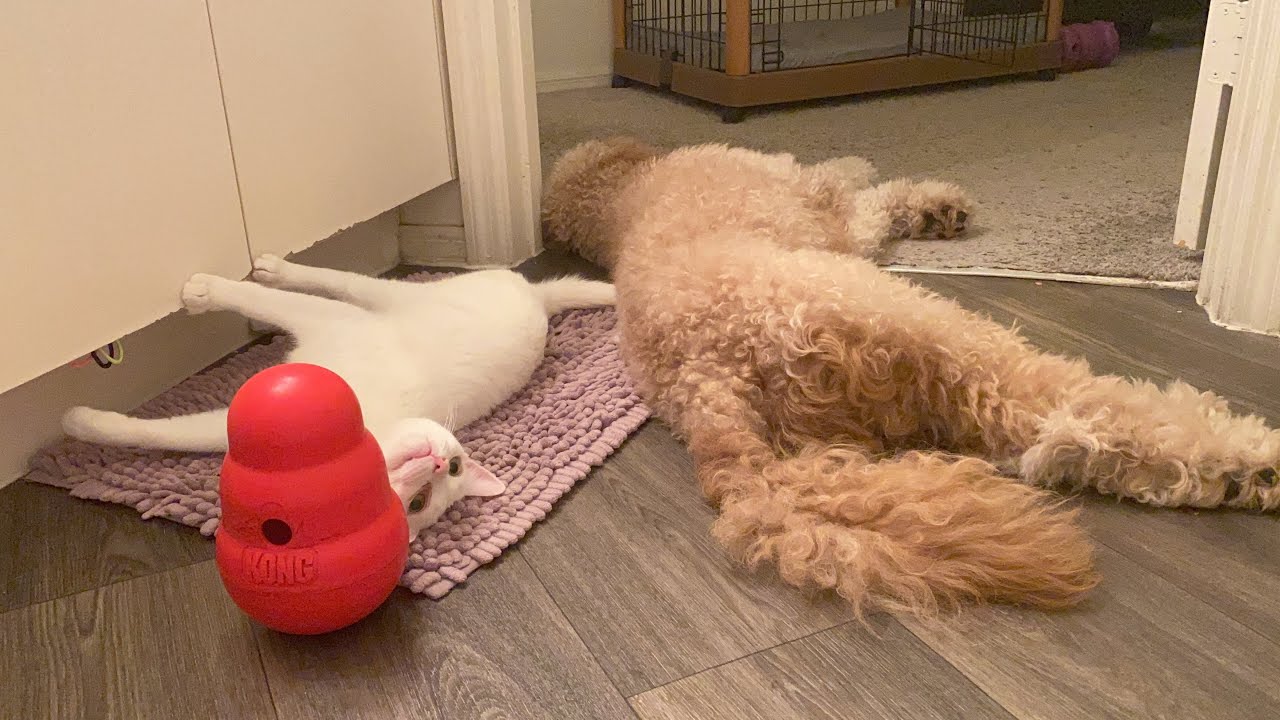 Little Brother Interrupting Nap Time 😂 - YouTube