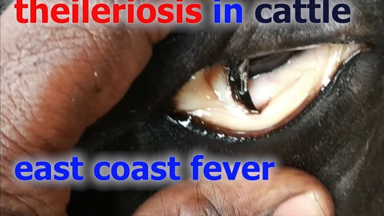 theileriosis in cattle how it cause anemia and deaths how vet treated ...