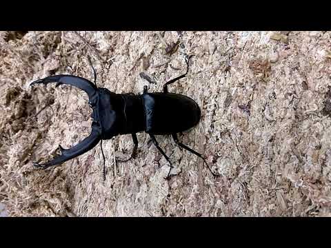 Big stag beetle from Indonesia - Hexarthrius mandibularis