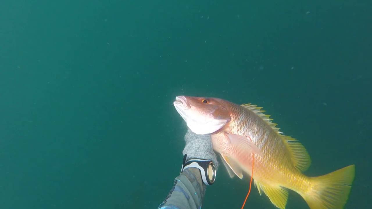 Pargo amarillo Jul'16 - YouTube