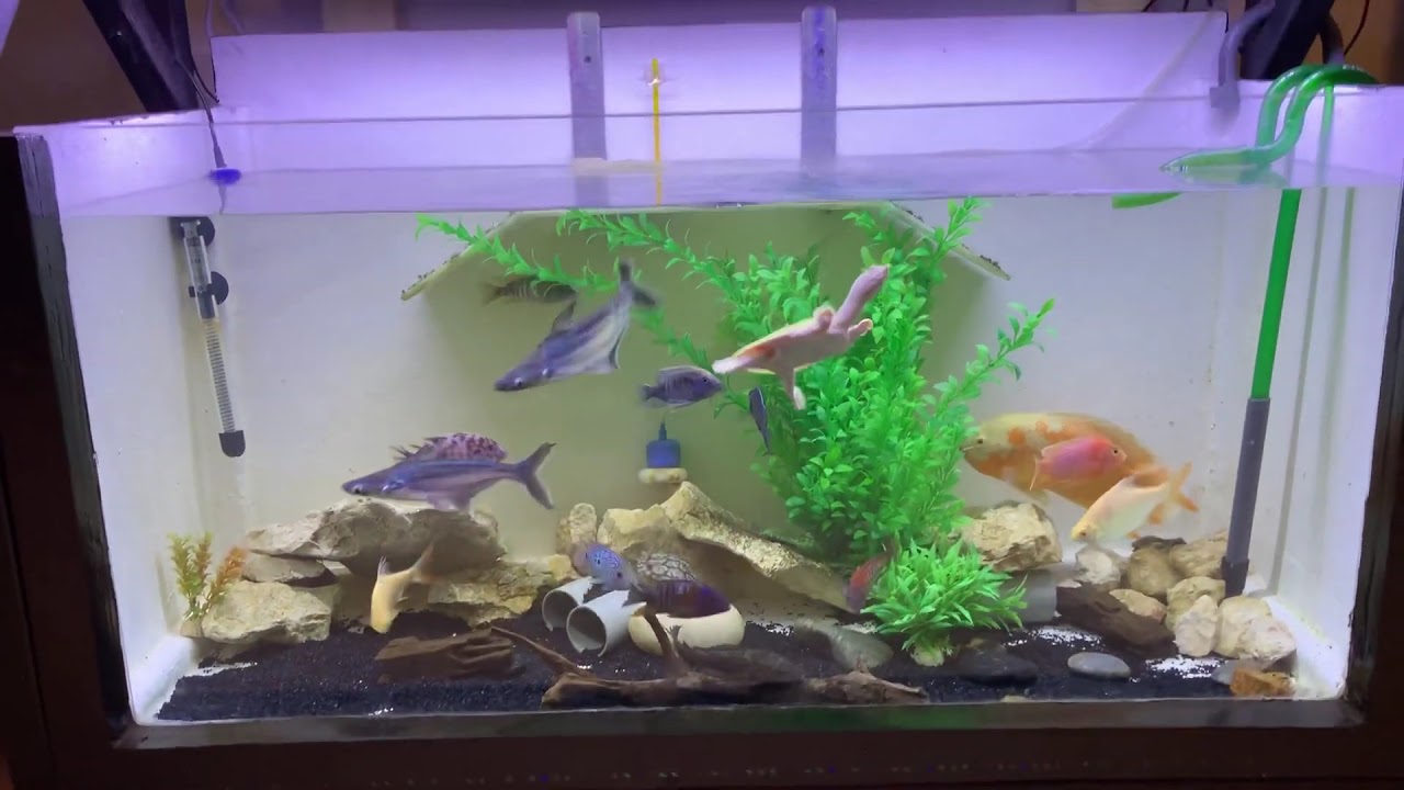 My Plywood Aquarium Short Video 2 (DIY Tank) - YouTube