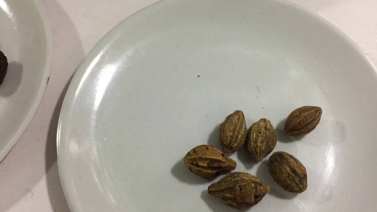 Halela =Harar (terminalia chebula) - YouTube