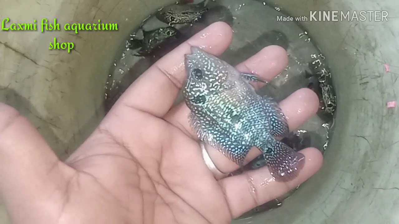 Super red dragon (SRD) Flowerhorn fish - YouTube