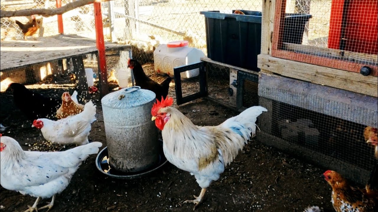 Therapeutic Chicken Rooster Eating. - YouTube