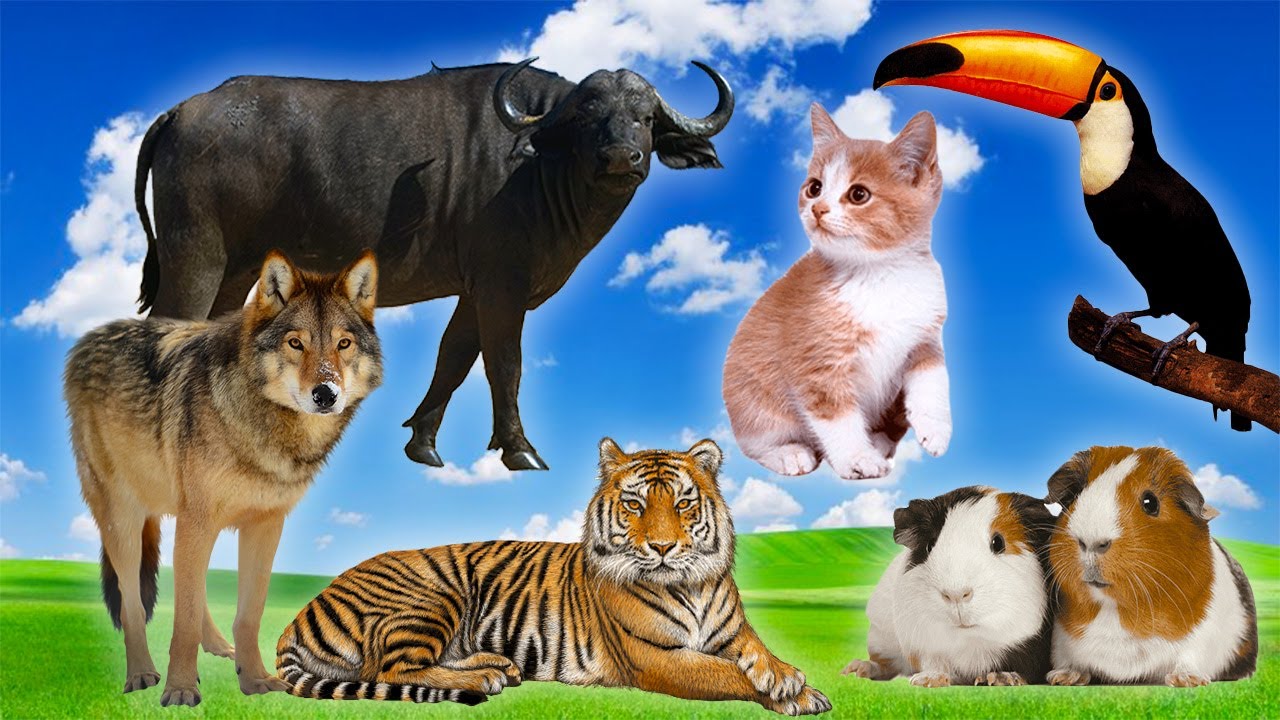 Animal sounds - Wolf, Tiger, Buffalo, Guinea Pig, Toucan, Cat ...