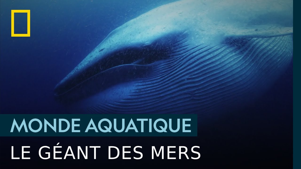 La baleine bleue, la plus grande habitante des océans - YouTube