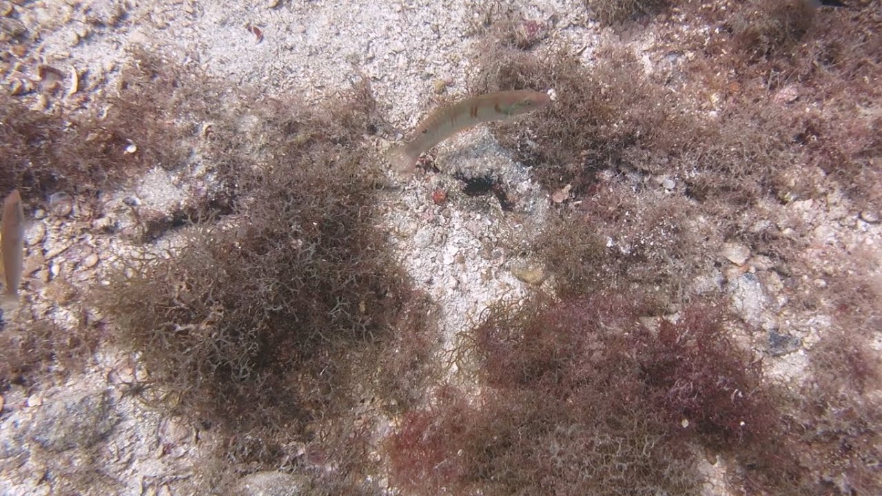 Tool use by a blackhear wrasse in Arraial do Cabo #1 - YouTube