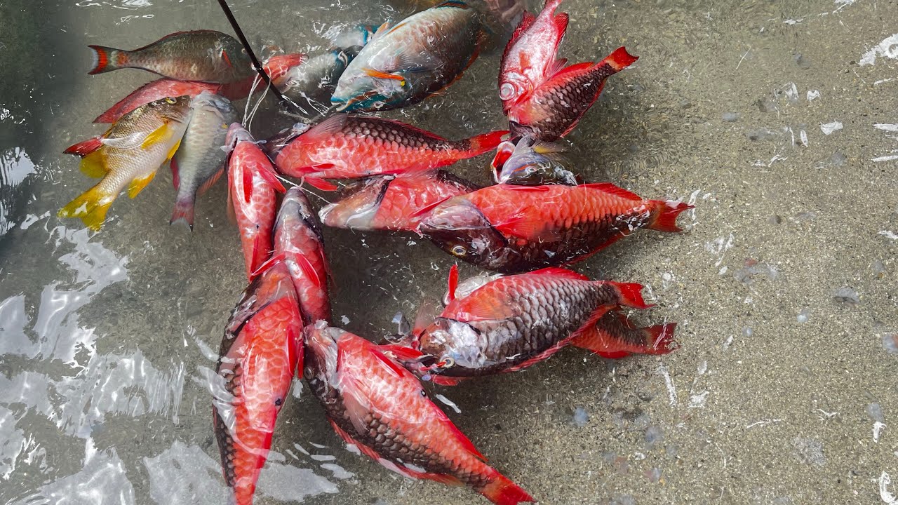 CAUGHT THE WORLD’s MOST TASTIEST PARROT FISH - YouTube