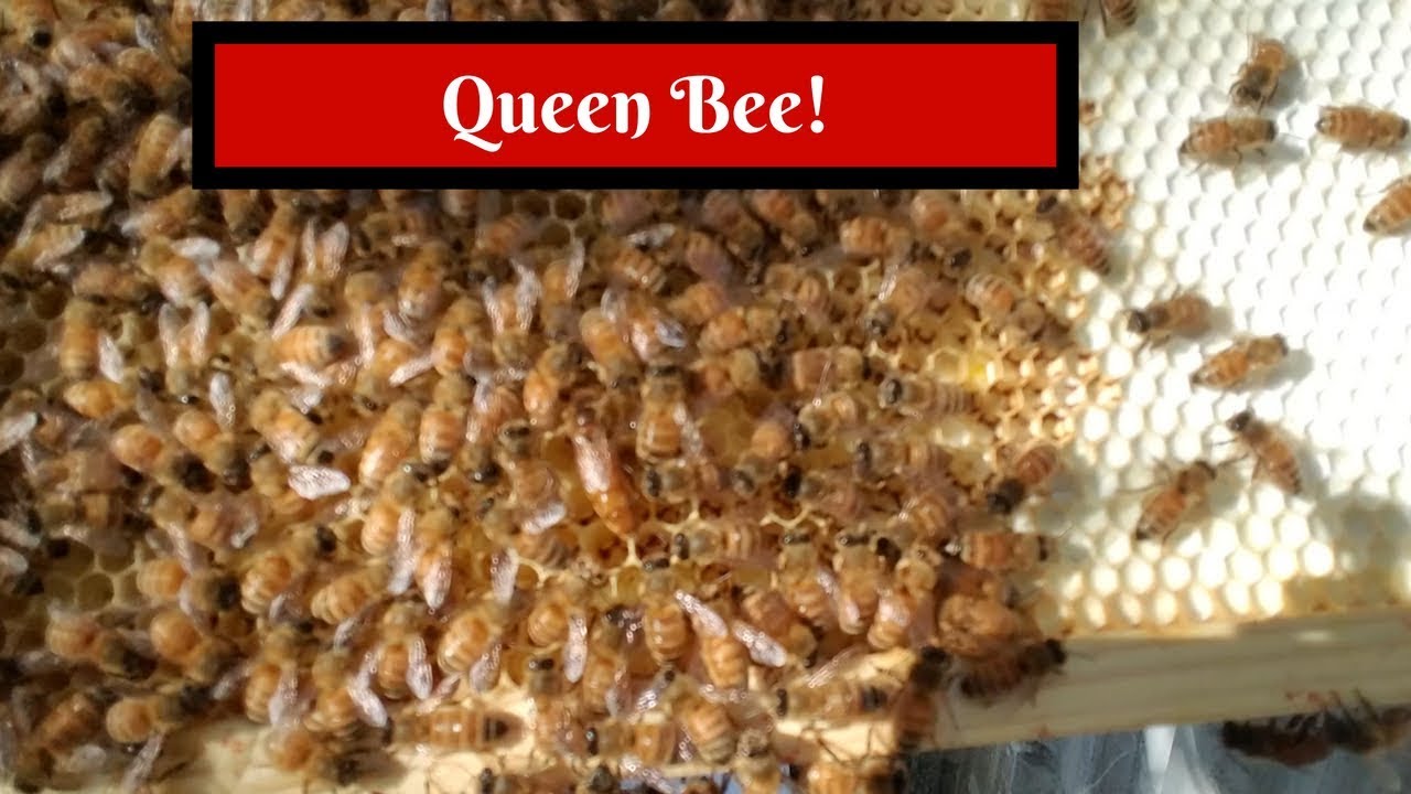 Bee Hive Inspection! Queen bees, and a hatching worker bee. - YouTube