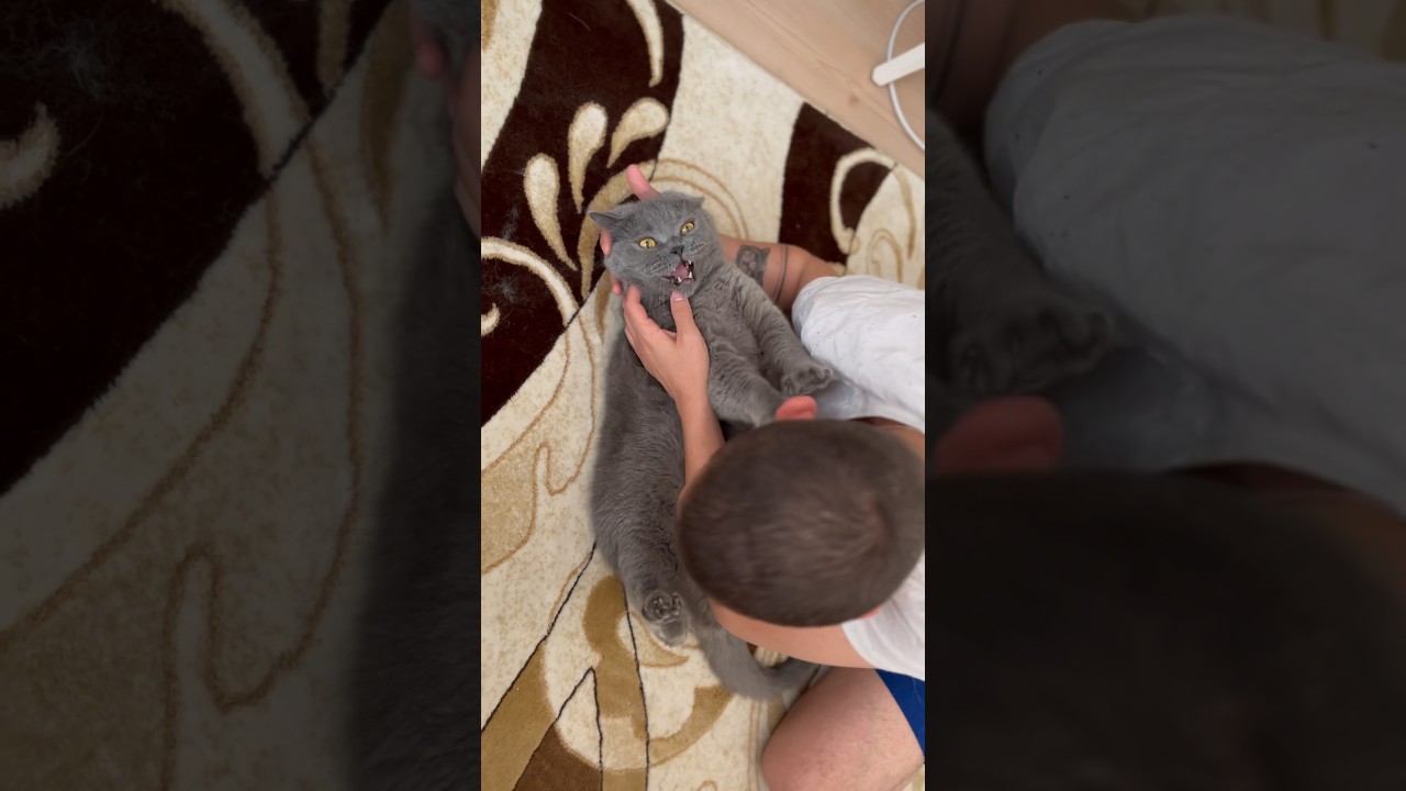 Sinirli ama sevimli Dumi #animal #cats #hayvanlar #kediler #animals # ...