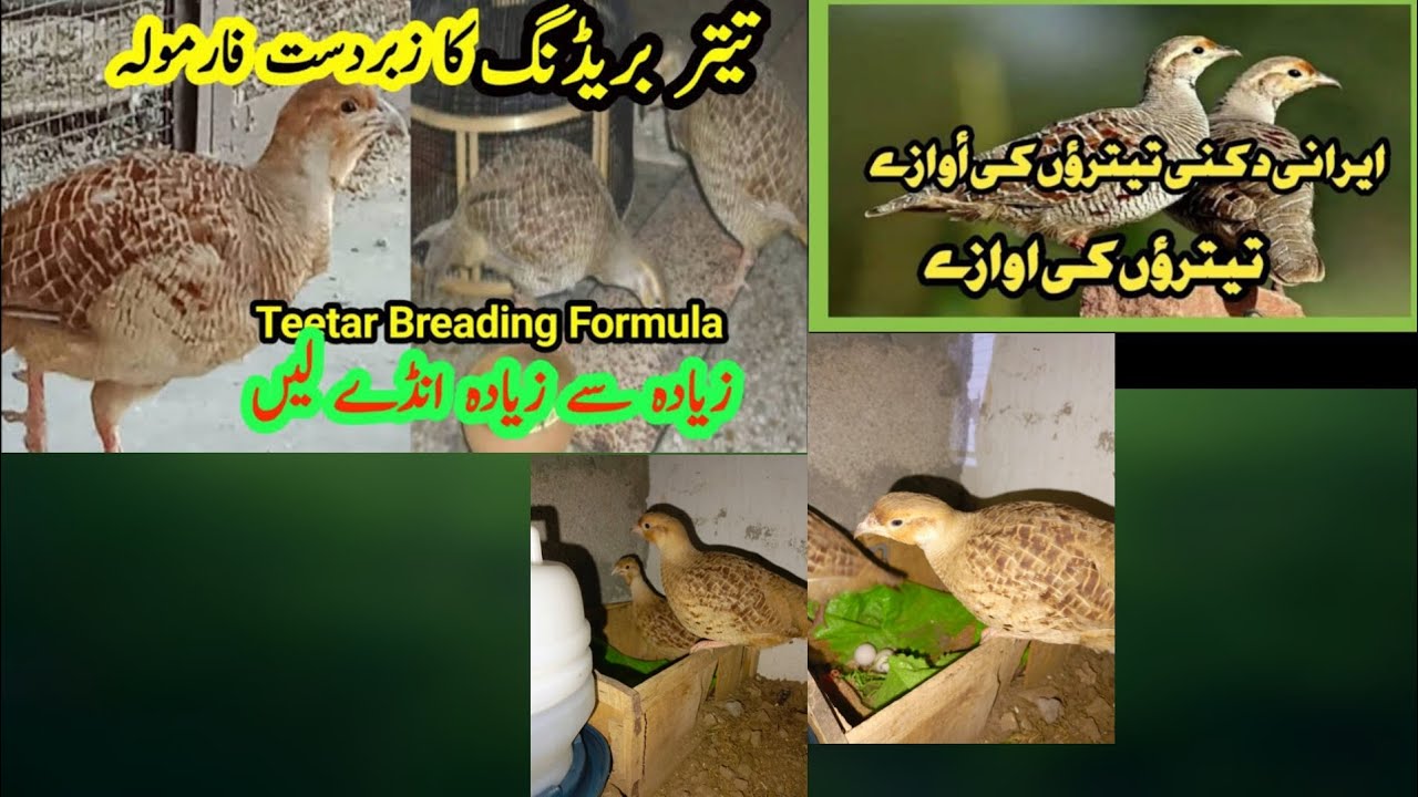Full Video of partridge From Laying Eggs to hatching | Teetar Breeding ...