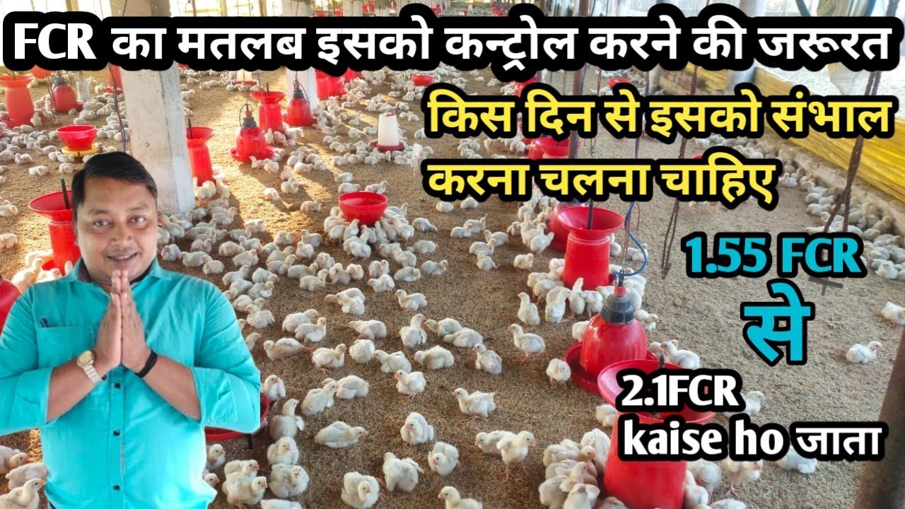 how to control broiler FCR 25 days#how to maintain FCR for broiler Bird ...