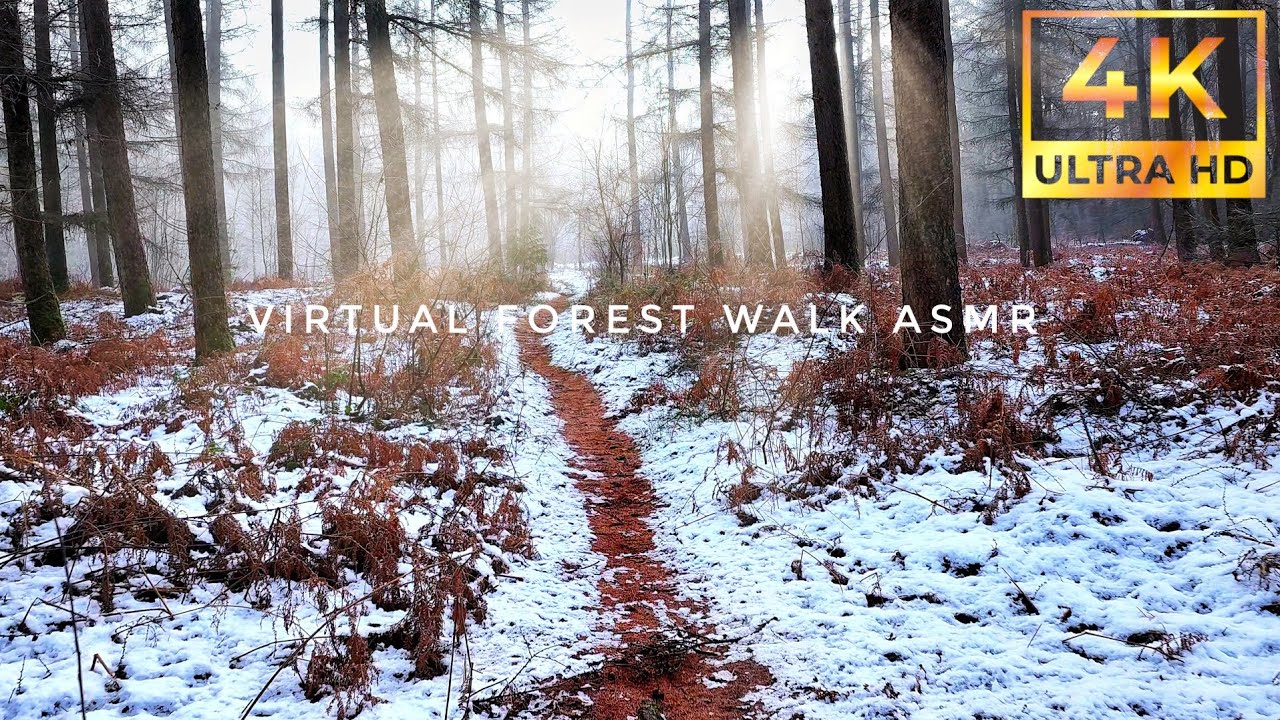 Virtual Winter Forest Walk in 4K UHD: Relaxing ASMR & Meditation Music ...