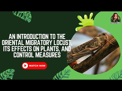How Do Locusts Affect Crops