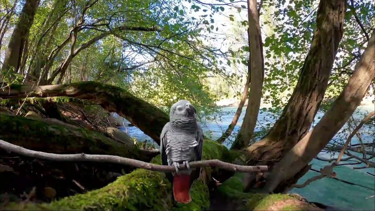African grey noises in the wild - african grey parrot sounds in the ...