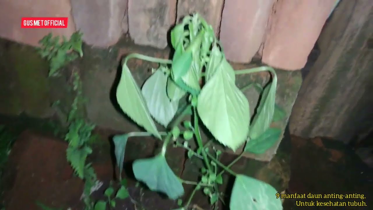 DAUN ANTING-ANTING & 9 KHASIAT UNTUK KESEHATAN - YouTube