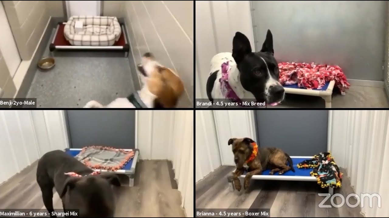 Pedigree Dogs on Zoom Case - YouTube