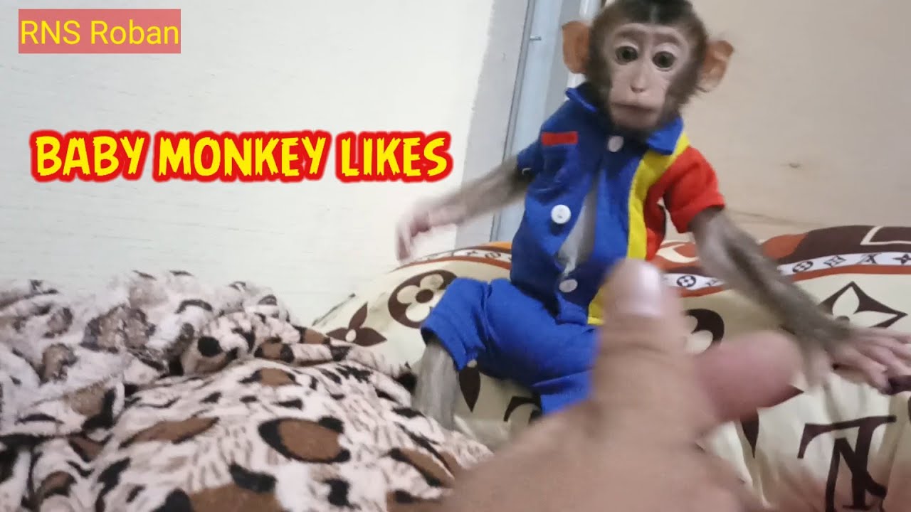 Baby Monkey Likes‼️primate, winky#monkey #monyet #monpai #beruk # ...