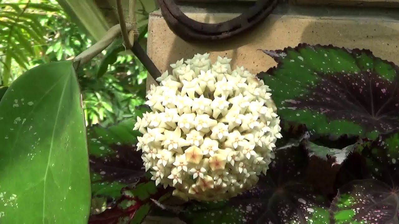 Цветущие Хойи в Ноябре Н. Pubicalyx 'Red Buttons' H. Fungii H. Latifolia H. Mindorensis H ...