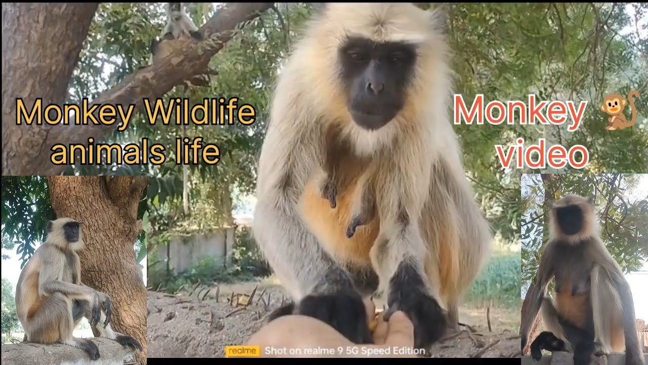 Monkey Wildlife 🐵🐒/बंद नी मोज/Monkey Kaka / Monkey fani/Monkey ni ...