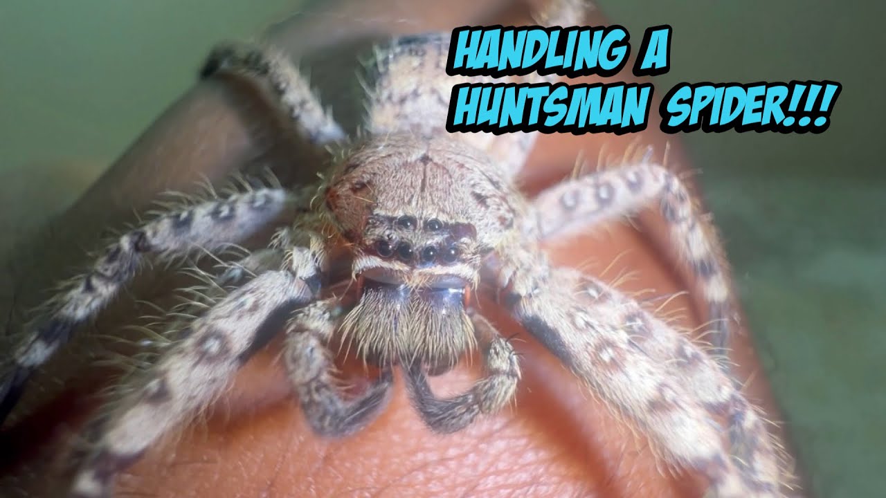 Huntsman Info & Handling!! - YouTube