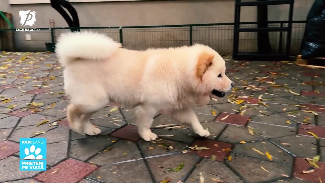 Hugo, puiul de Chow-Chow abuzat de propriul stăpân - YouTube