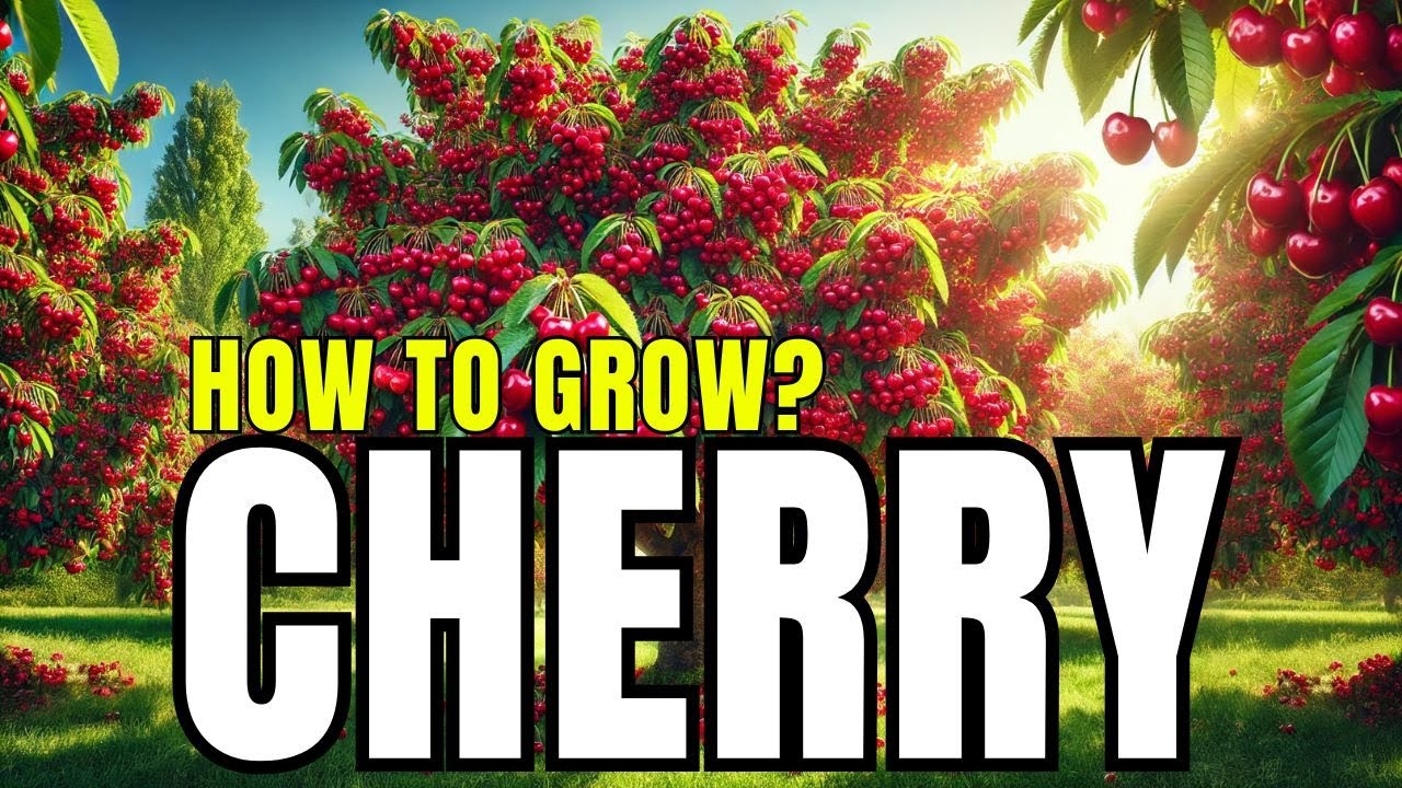How to Grow Cherry Trees | Easy Cherry Growing Guide - YouTube