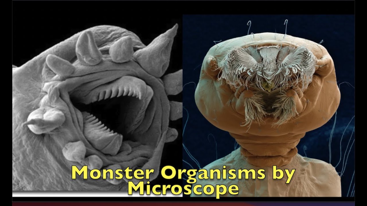 Top 10 creepy monster organisms seen by microscope - YouTube