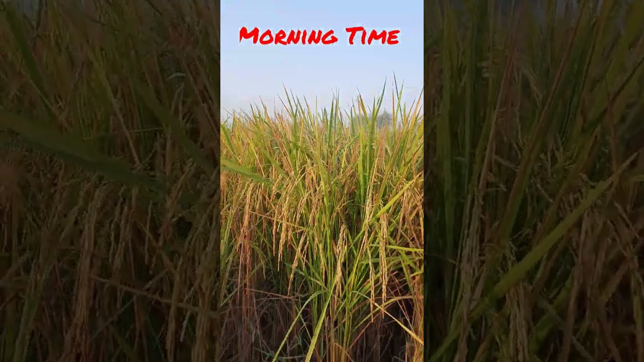 🌄 MORNING TIME || RICE KA KHET #shorts #rice #desi #farmer #hardwork # ...