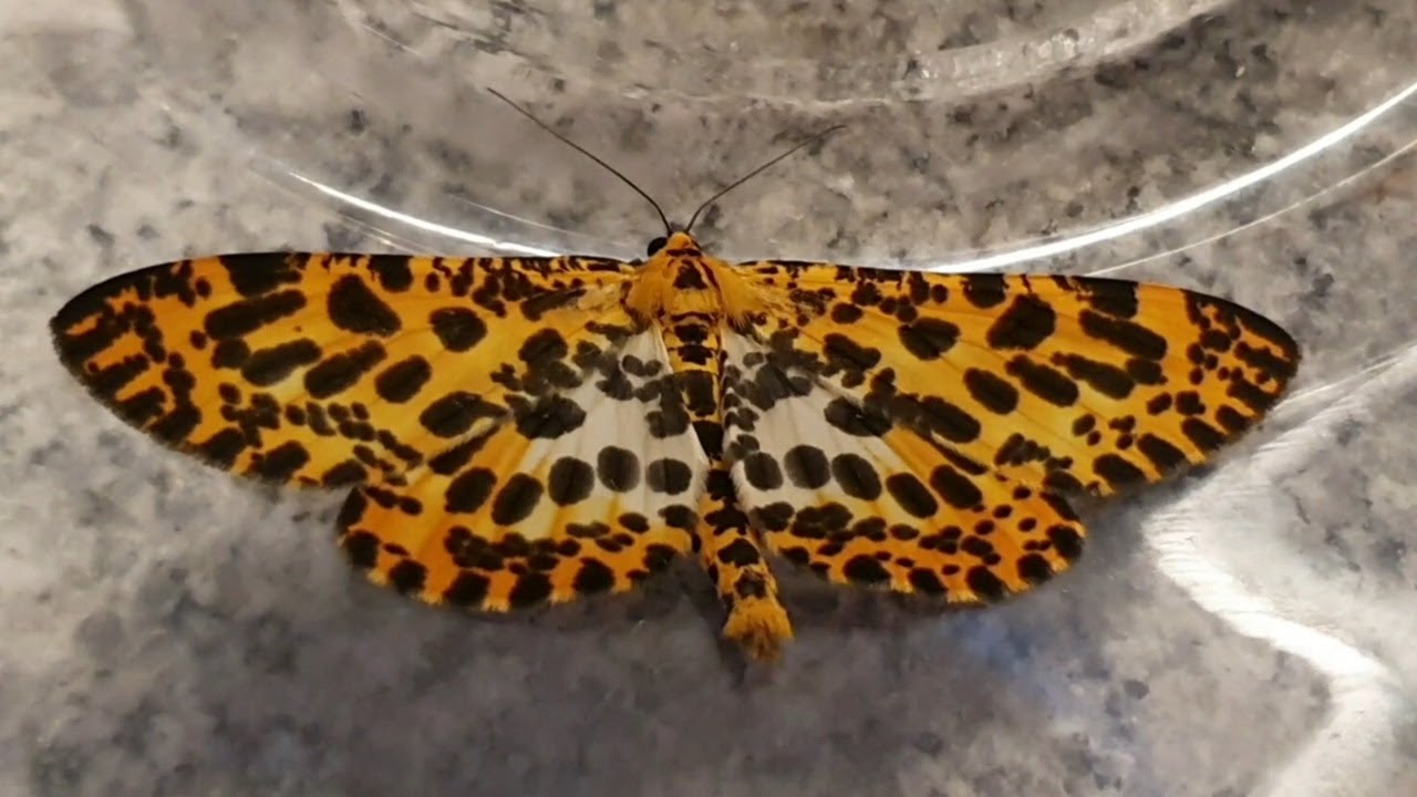 노랑날개무늬가지나방(Obeidia tigrata) 「호피날개무늬나방」 - YouTube