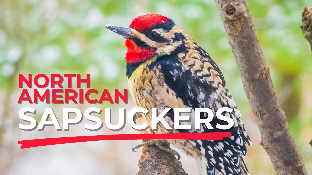 How Sapsuckers Get Sap from Trees (and Why They Do It!) - YouTube