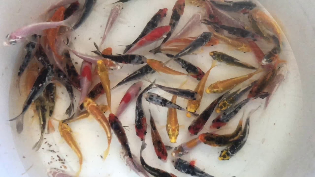 New koi fry added to planted tank (4K) - YouTube