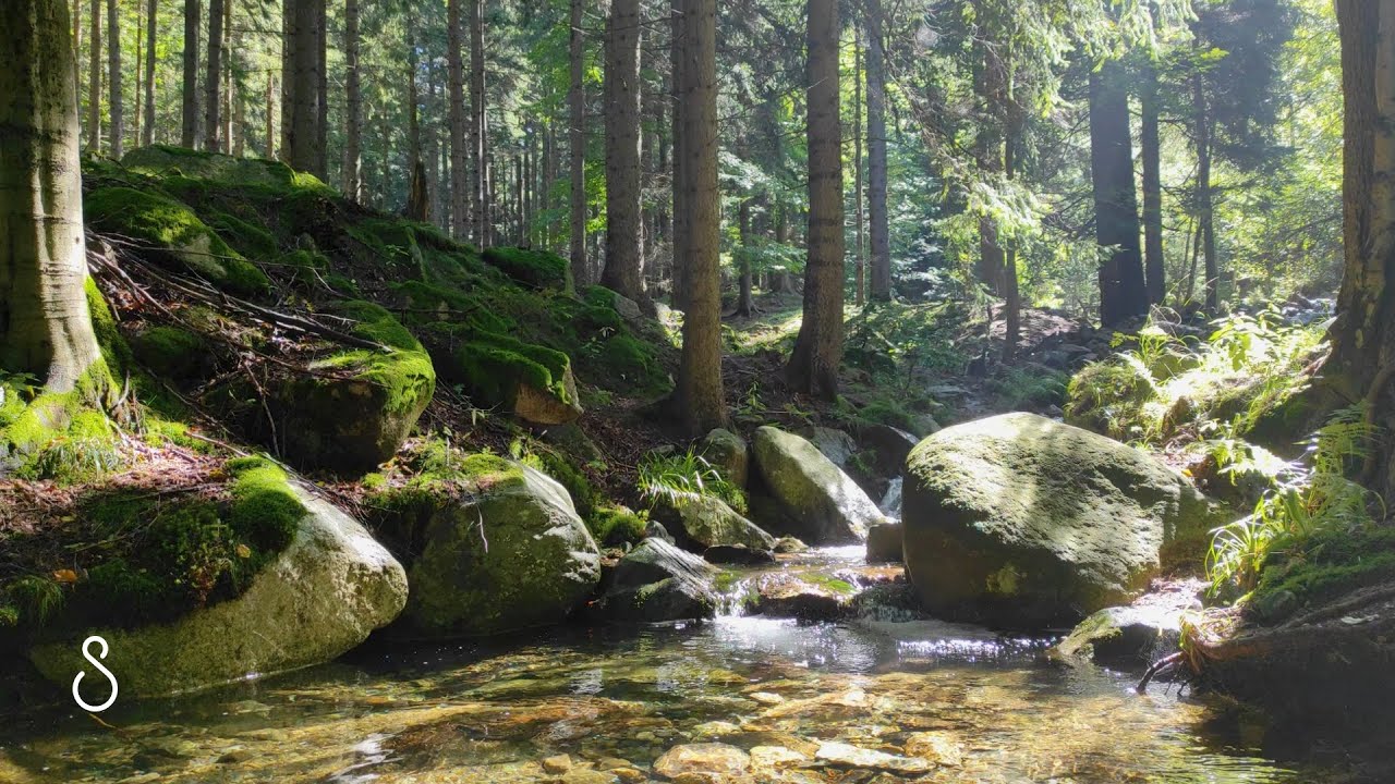 Stream In Sunny Forest | 3 Hours | Nature Scenes - YouTube