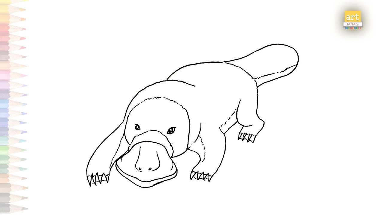 Platypus easy drawing | Animal drawing tutorials | How to draw A ...