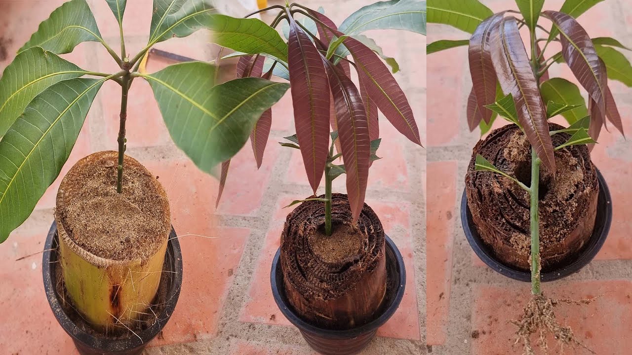 Experiment on Mango Propagation with Banana Stem and Sand /agri ...